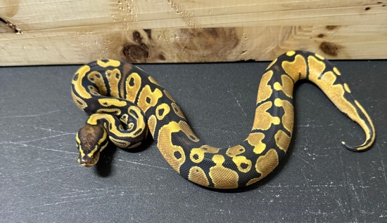 Het Lavender Albino Het Piebald Ball Python by Lewis’ Reptiles and Exotics