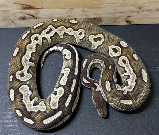 Savannah Ball Python by Lewis’ Reptiles and Exotics
