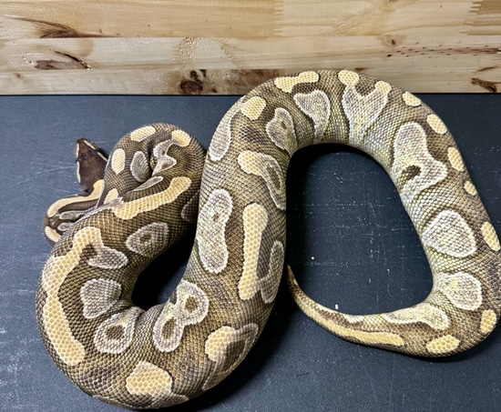 Mojave Enchi Fire Ball Python by Lewis’ Reptiles and Exotics