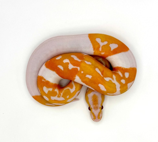 Dreamsicle Ball Python by Lewis’ Reptiles and Exotics