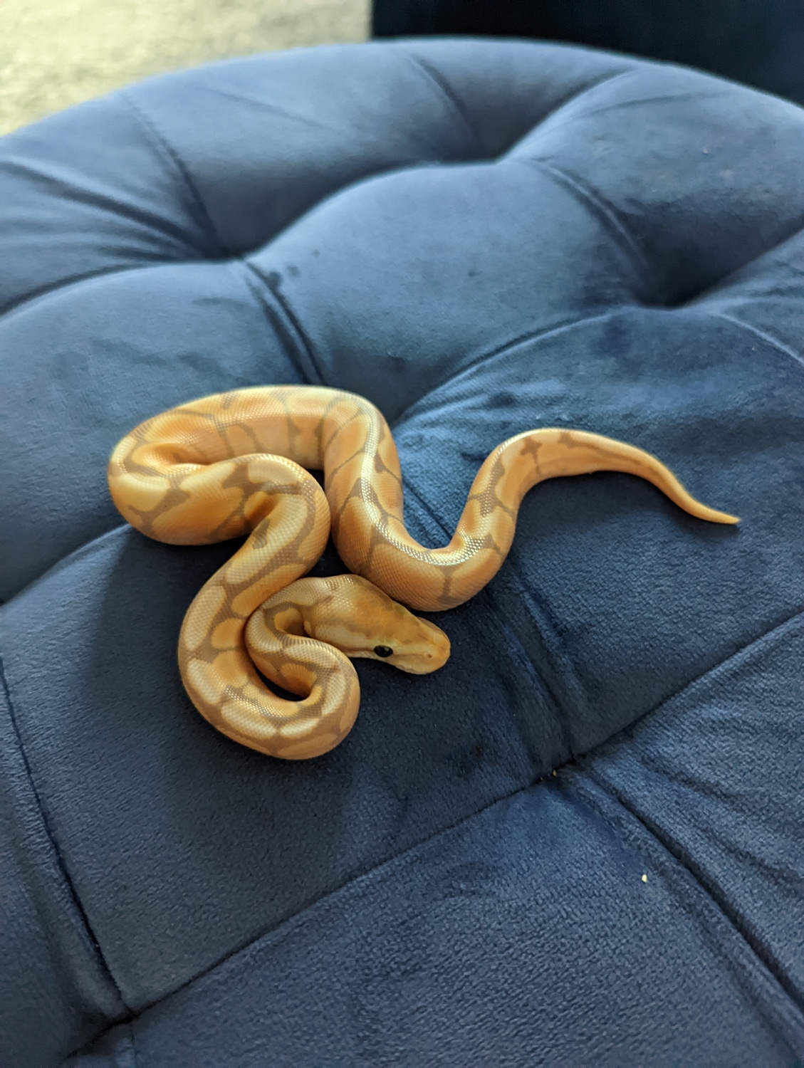 2CB22 Banana Spider Ball Python by Inspiring_morphs - MorphMarket