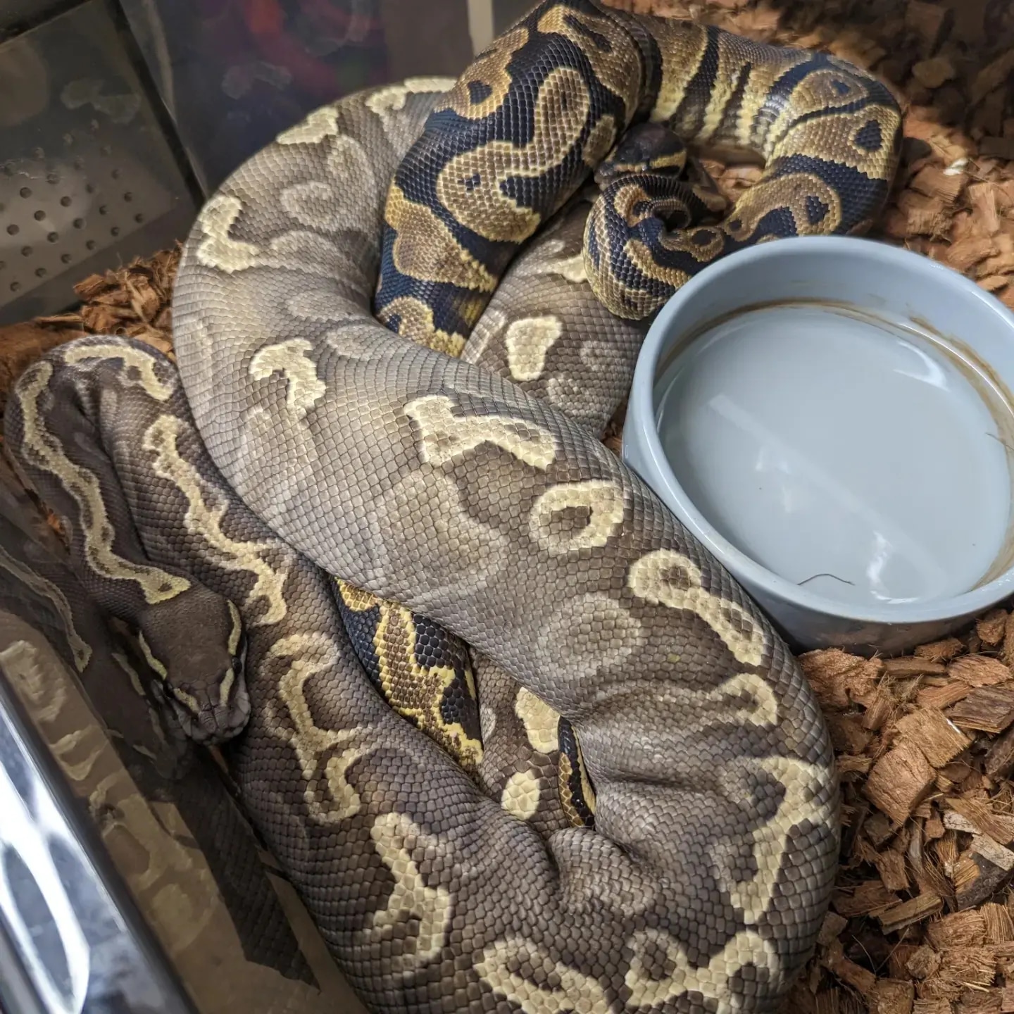 Ball Python Clutch: 23GhiGravelMojave by Inspiring_morphs - MorphMarket