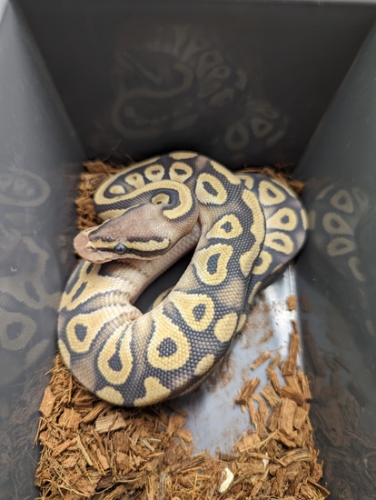 Pastel Mojave Fire Het Clown Ball Python by Inspiring_morphs