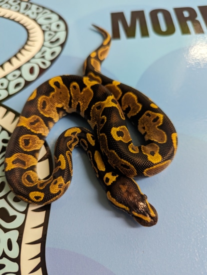 GHI Granite Ball Python by Inspiring_morphs