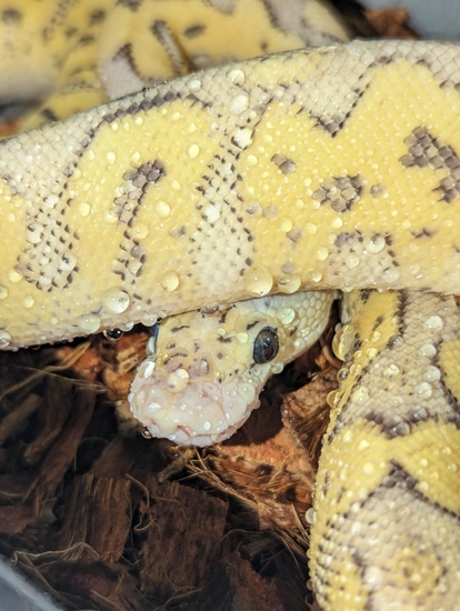 Super Pastel Clown Ball Python by Inspiring_morphs