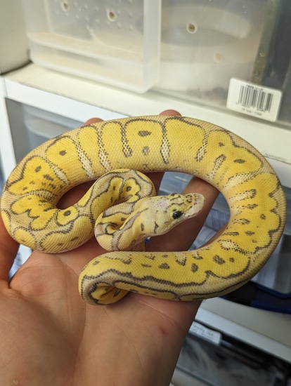 Super Pastel Clown Ball Python by Inspiring_morphs