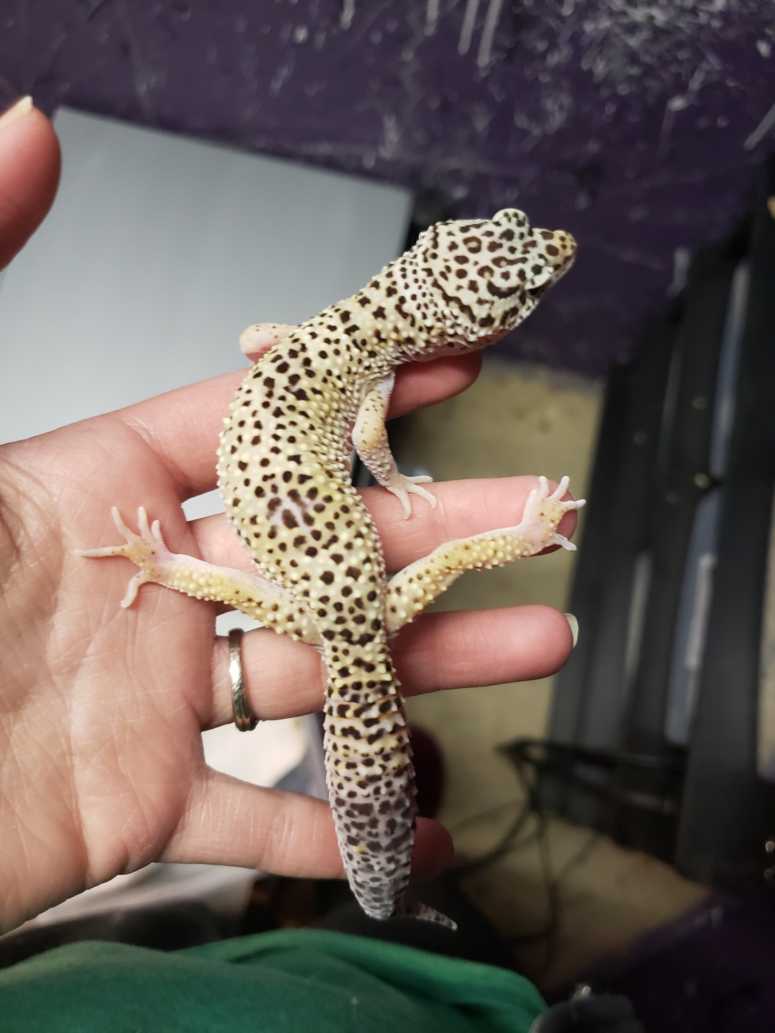 Normal Het. Blizzard, Eclipse,Murphy Patternless, PH. Tremper Leopard ...