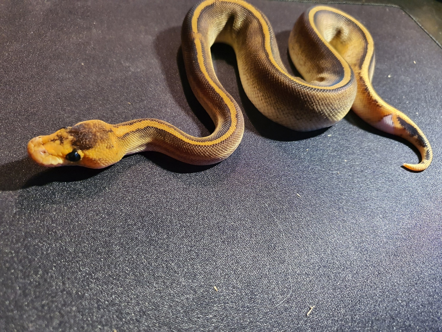 Champagne Fire Superstripe Ball Python by Lex Reptiles - MorphMarket