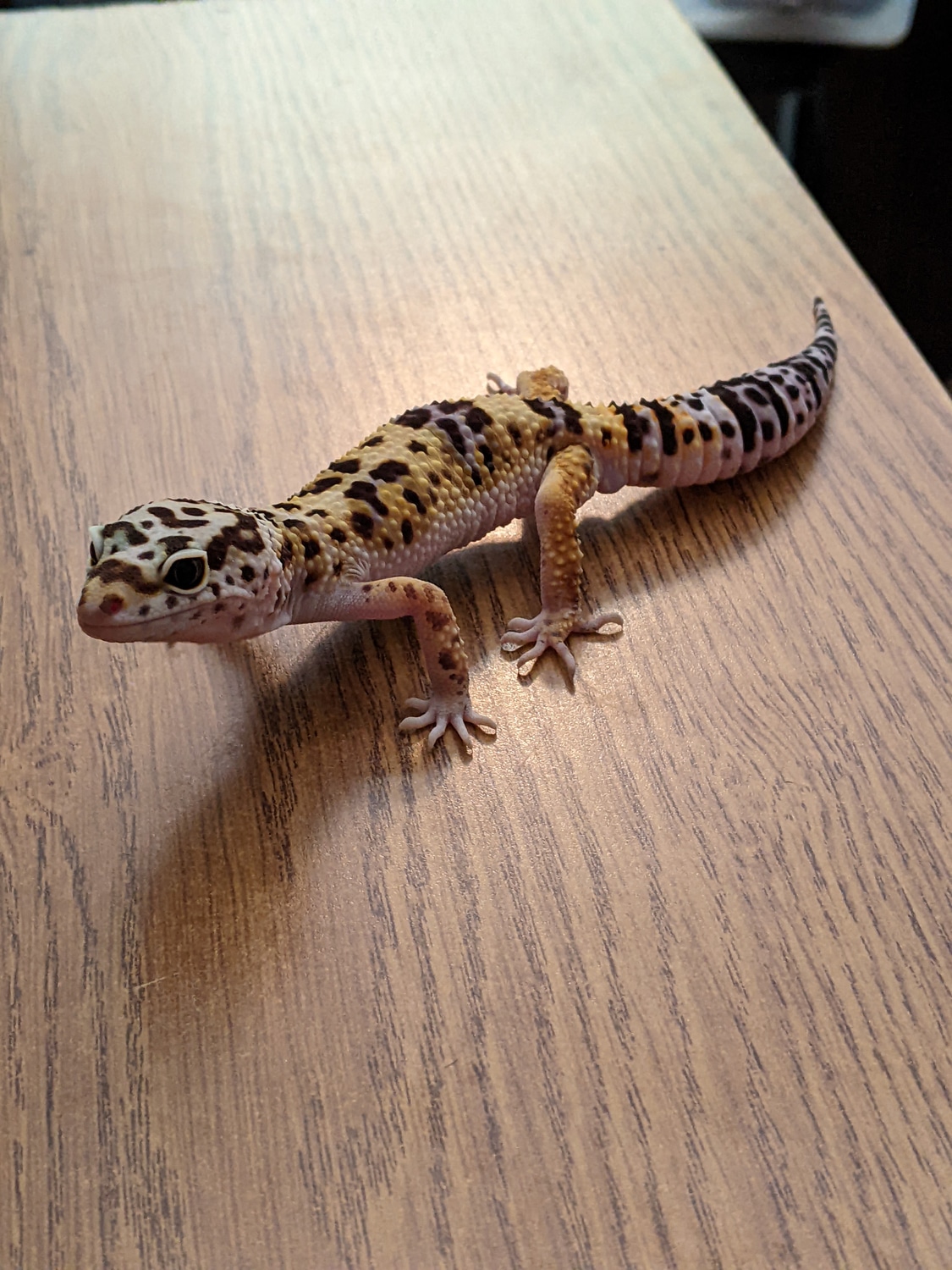Normal Leopard Gecko by Lexx&Esty's Reptiles - MorphMarket