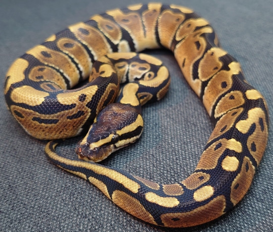 CB22 Super Classic Ball Python by Frilled Neck Dragon UK