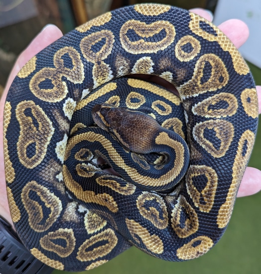 Mahogany Ball Python by Frilled Neck Dragon UK