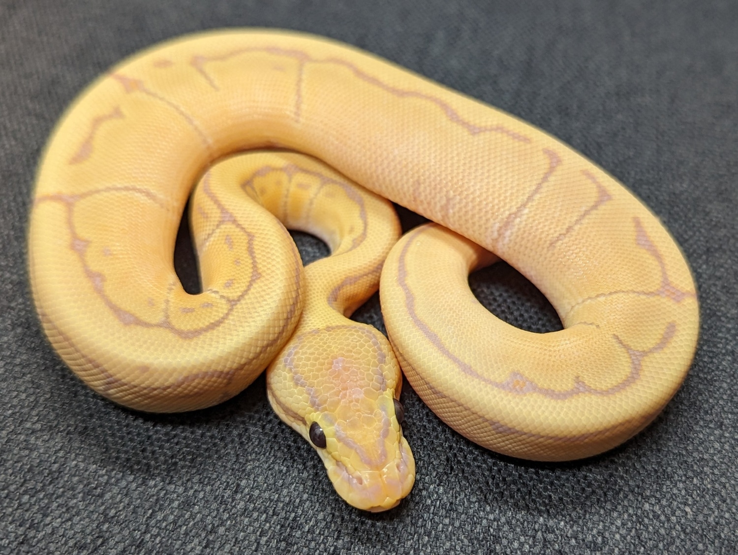 CoralGlow Enchi Pinstripe 100% Het Pied 50% Het Clown CB23 Ball Python ...