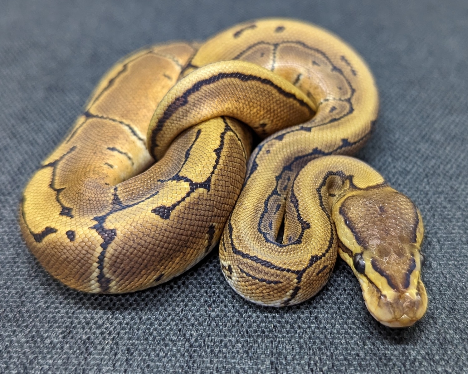 Pinstripe 100% Het Piebald CB23 Ball Python by Frilled Neck Dragon UK ...