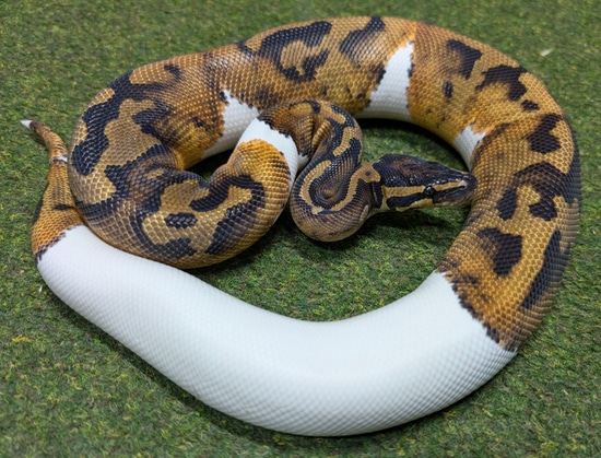 Pied Ball Python by Frilled Neck Dragon UK