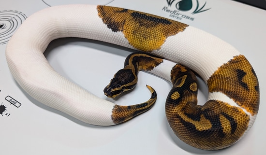 Pied Ball Python by Frilled Neck Dragon UK
