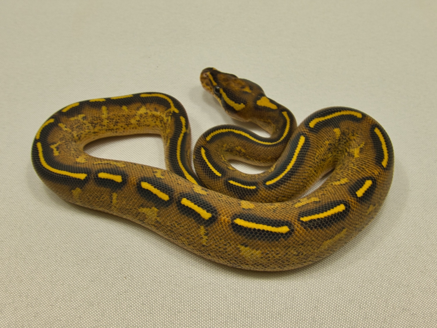 Freeway Ball Python by Directed Evolution Pythons - MorphMarket