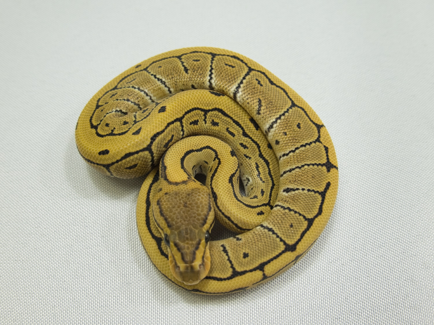 Pinstripe Desert Ghost Ball Python by Directed Evolution Pythons ...