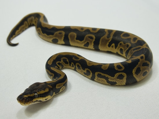 Leopard DH Desert Ghost Pied Ball Python by Directed Evolution Pythons ...