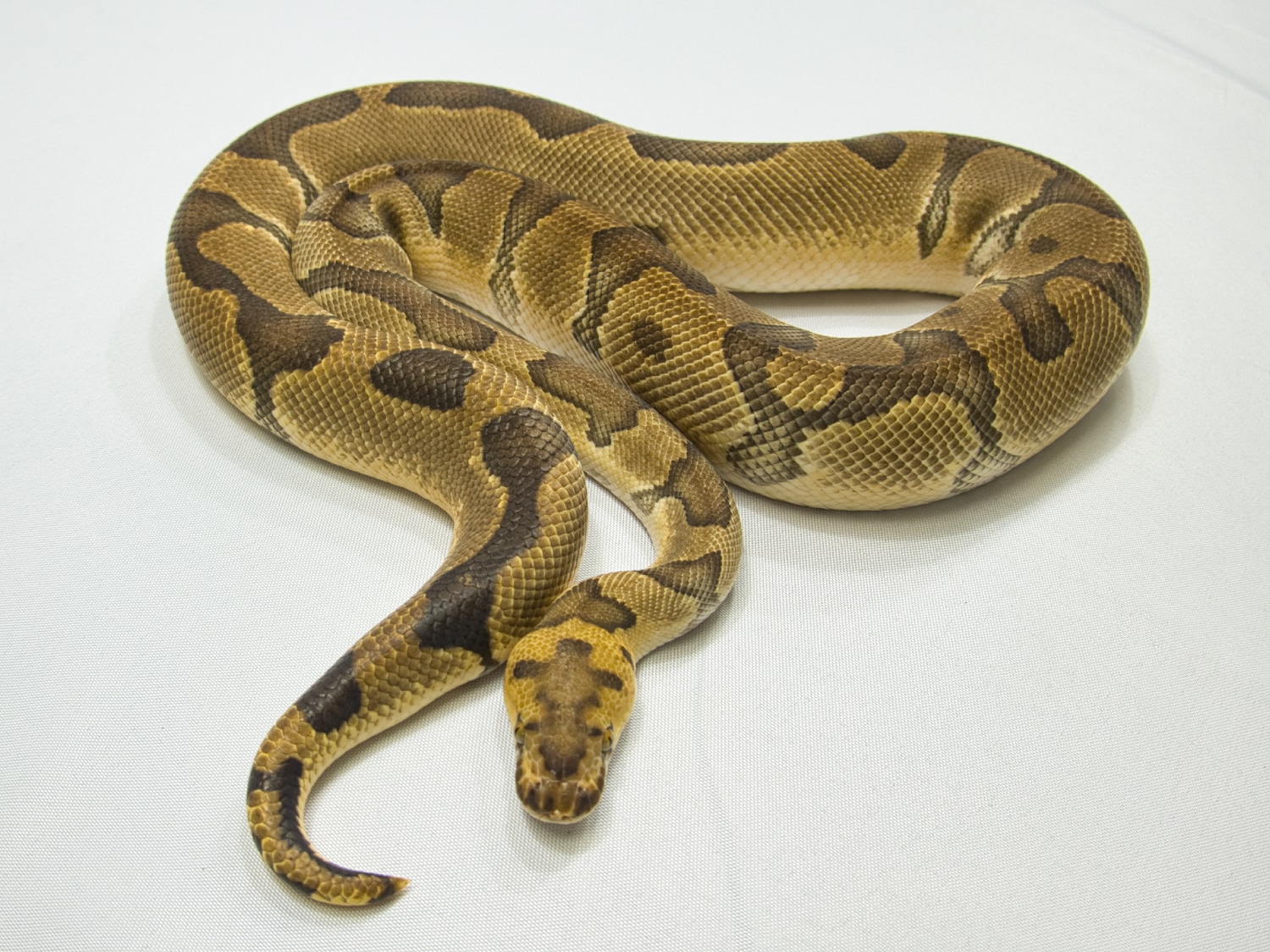 Enchi Clown Ball Python by Directed Evolution Pythons - MorphMarket