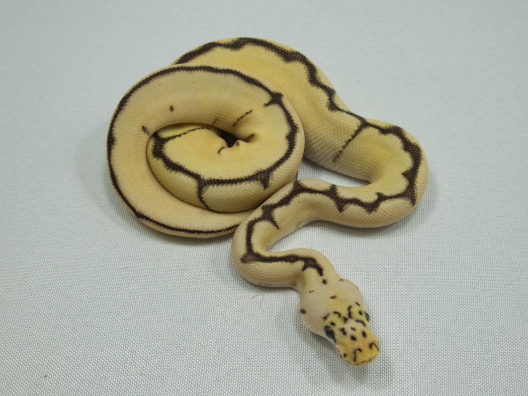 Bumble Bee Clown Possible Chocolate Ball Python by Directed Evolution ...