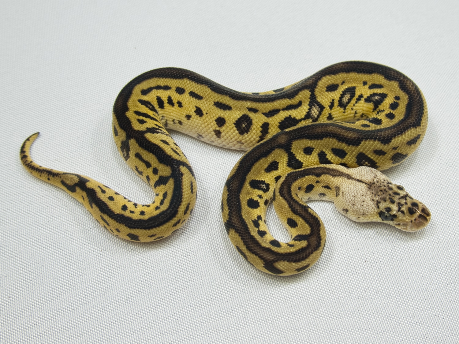 Leopard Pastel Clown Ball Python by Directed Evolution Pythons ...