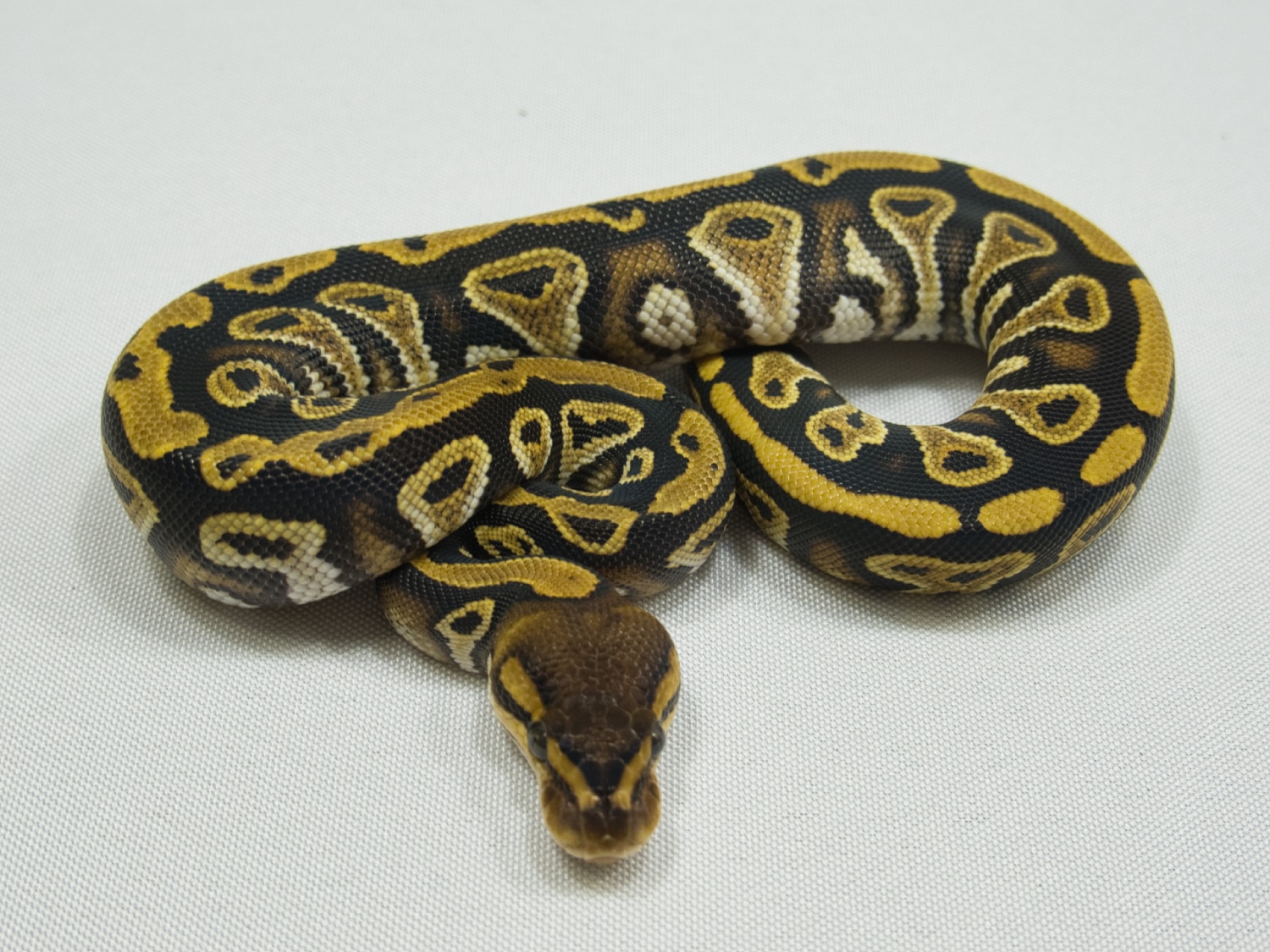 Cypress Yellow Belly 100% Het Clown Ball Python by Directed Evolution ...