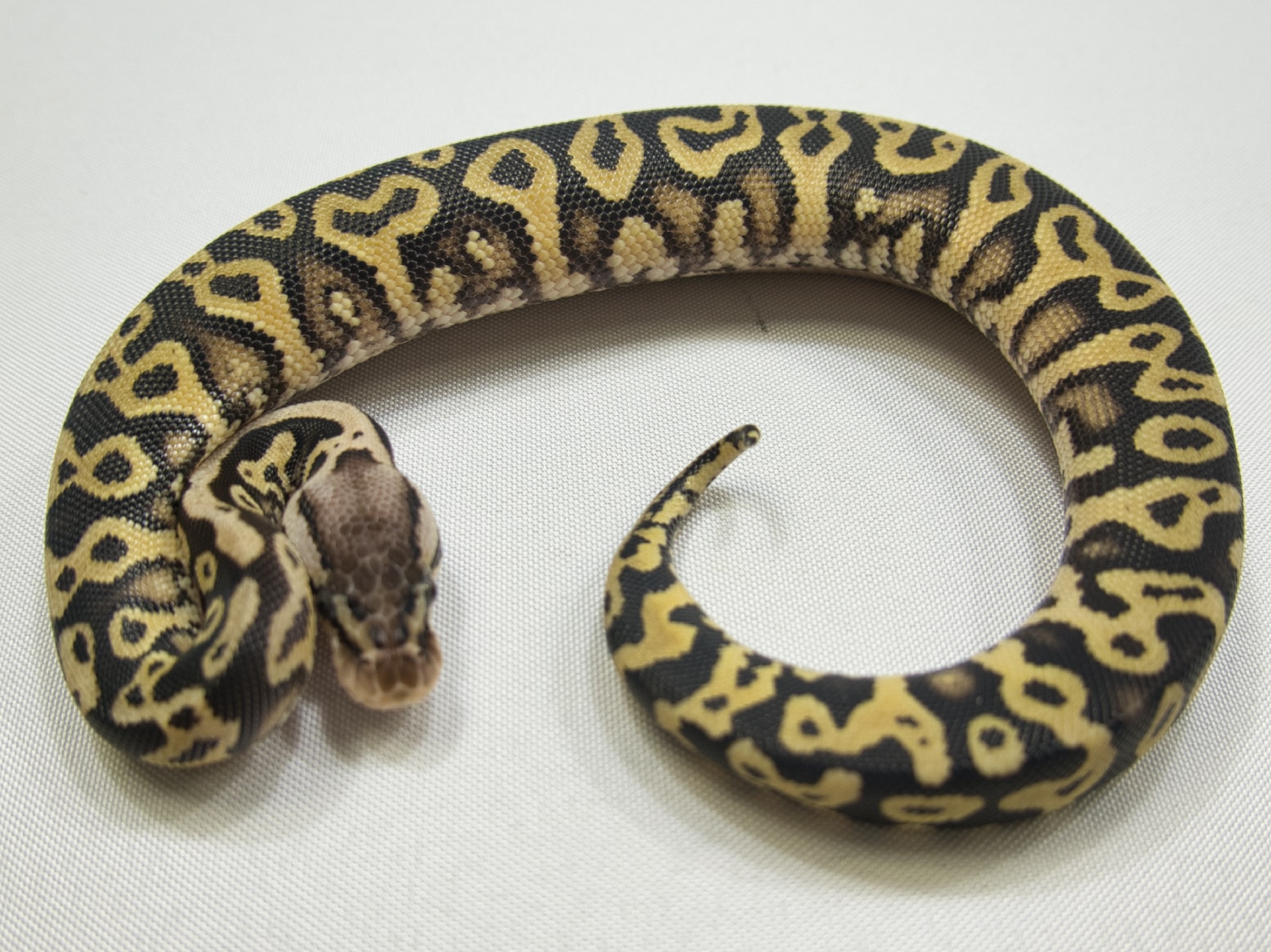 Het Red Axanthic Yellow Belly Pastel 100% Het Clown Ball Python by ...