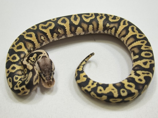 Het Red Axanthic Yellow Belly Pastel 100% Het Clown Ball Python by ...