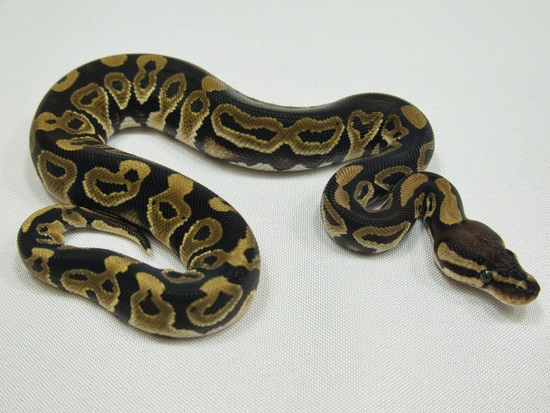 Arcane Het Red Axanthic 100% Het Clown Ball Python by Directed ...