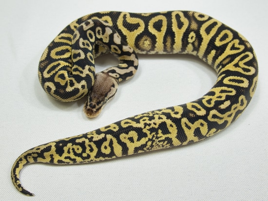 Het Red Axanthic Yellow Belly Pastel 100% Het Clown Ball Python by ...