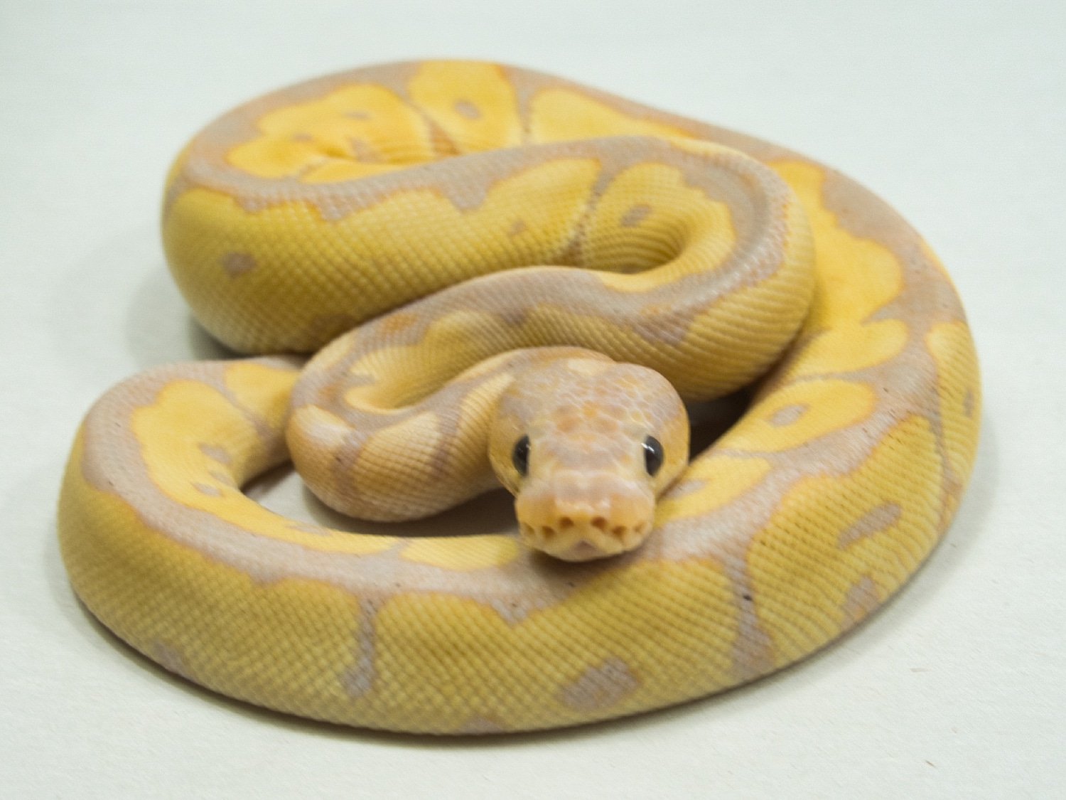 Banana Clown Ball Python by Directed Evolution Pythons - MorphMarket