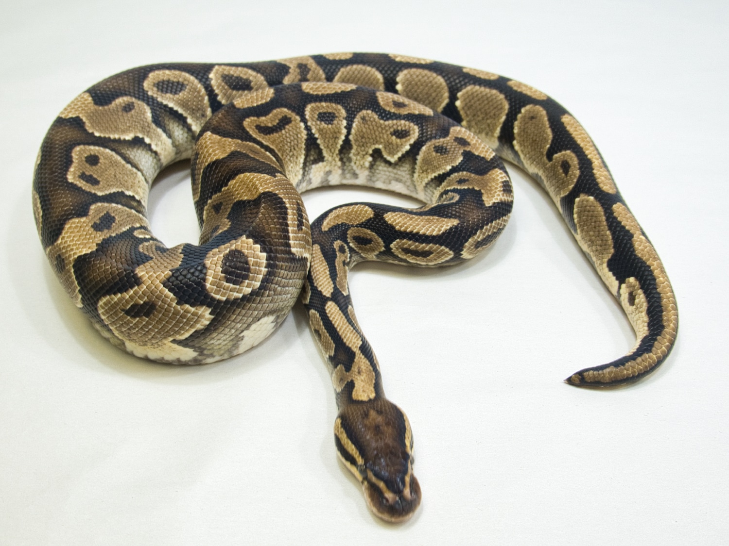 Proven Asphalt 100% Het Clown Ball Python by Directed Evolution Pythons ...