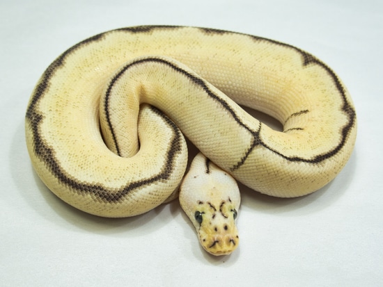 Bumble Bee Clown Ball Python by Directed Evolution Pythons