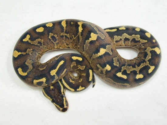 Super Asphalt Ball Python by Directed Evolution Pythons