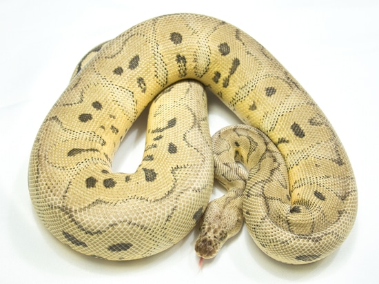 Killer Clown Ball Python by Directed Evolution Pythons