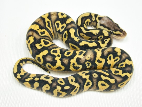 Pastel Yellow Belly Arcane 100% Het Clown Ball Python by Directed Evolution Pythons