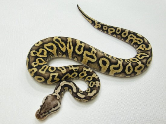 Arcane Het Red Axanthic Yellow Belly Pastel 100% Het Clown Ball Python ...