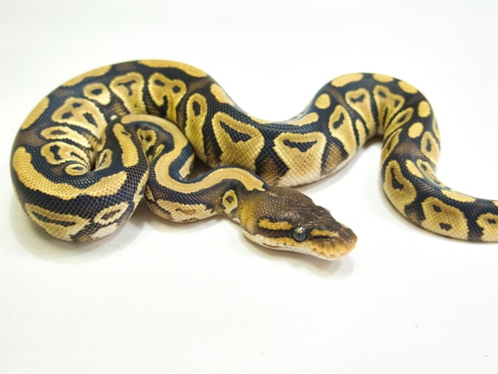 1.2 Het Clown Group Ball Python by Directed Evolution Pythons
