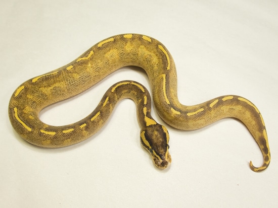 Enchi Freeway Ball Python by Directed Evolution Pythons