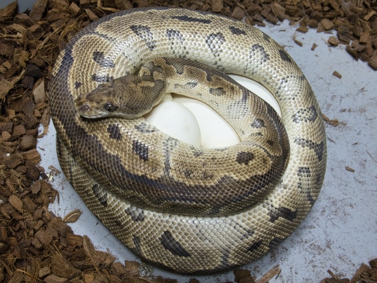Proven Breeder Clown Ball Python by Directed Evolution Pythons