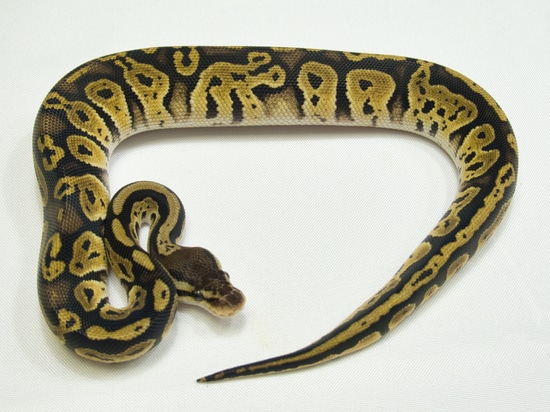 Pastel Black Head 100% Het Clown Ball Python by Directed Evolution Pythons