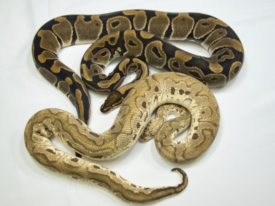 1.1 Grail Project Proven Breeder Pair Ball Python by Directed Evolution ...