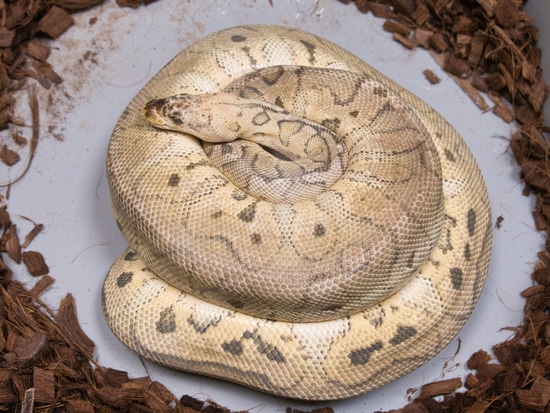 Proven Breeder Killer Clown Ball Python by Directed Evolution Pythons