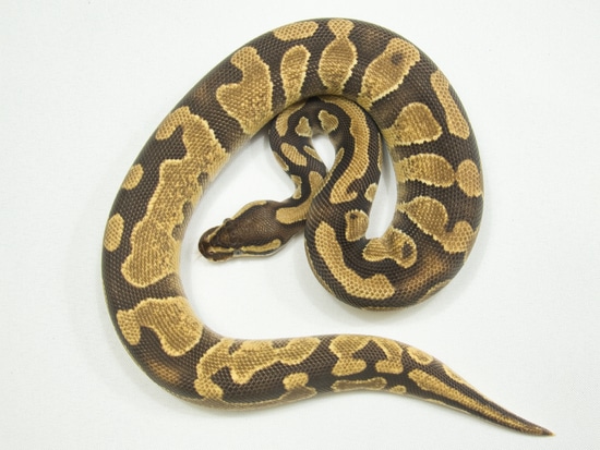 Asphalt Enchi 100% Het Ultramel 100% Het Pied Ball Python by Directed ...