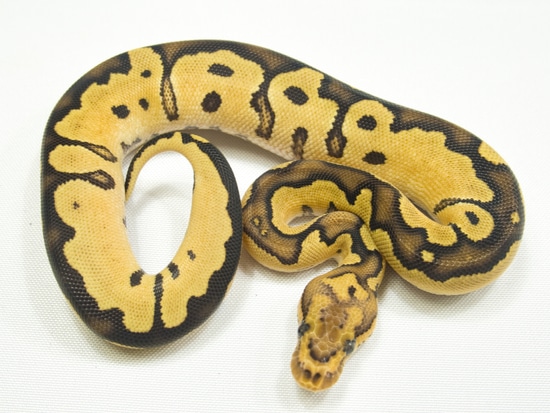 Hi Intensity Orange Dream Fire Clown Ball Python by Directed Evolution ...