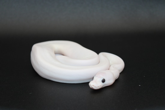 8 Ball Pied Ball Python by C&C Serpents