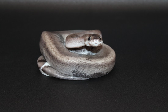 Urban Camo Ball Python by C&C Serpents