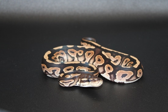 Cinnamon Het Pied Ball Python by C&C Serpents