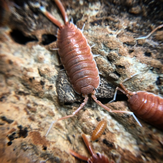 Porcellio Magnificus "Magnificent Orange" 5ct Isopod by Nature's ...