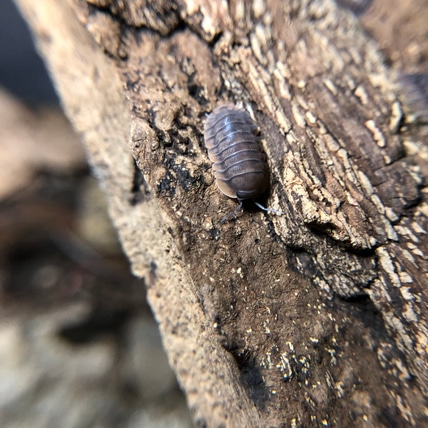 Cubaris Sp. "Red Edge Albino" 10ct Isopod by Nature's Exquisite ...